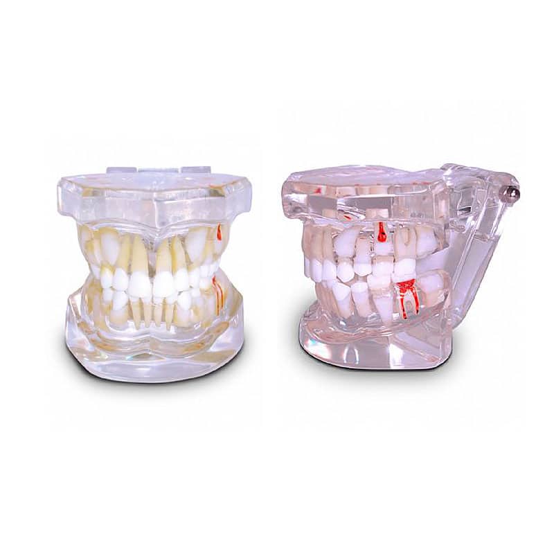 Modelo Pediatría 10 años | Reodon - Ortotek